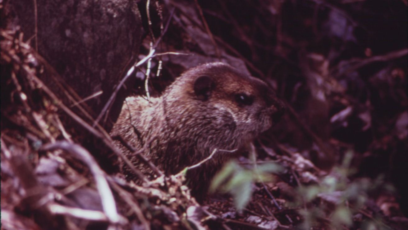 Groundhogs Sleep Soundly With Hearts Slowed