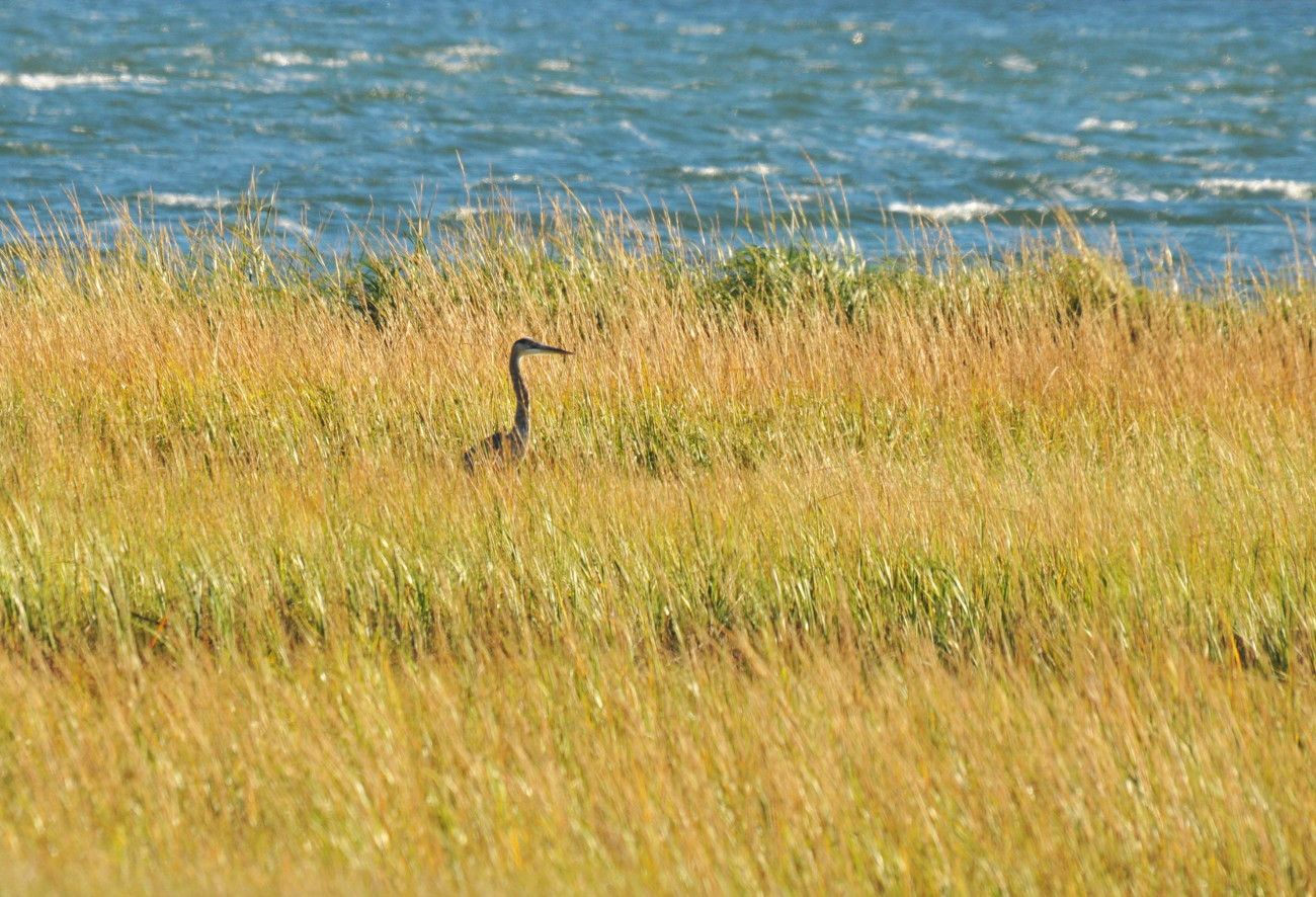 Marsh Birds Wade On a Fragmented Shoreline