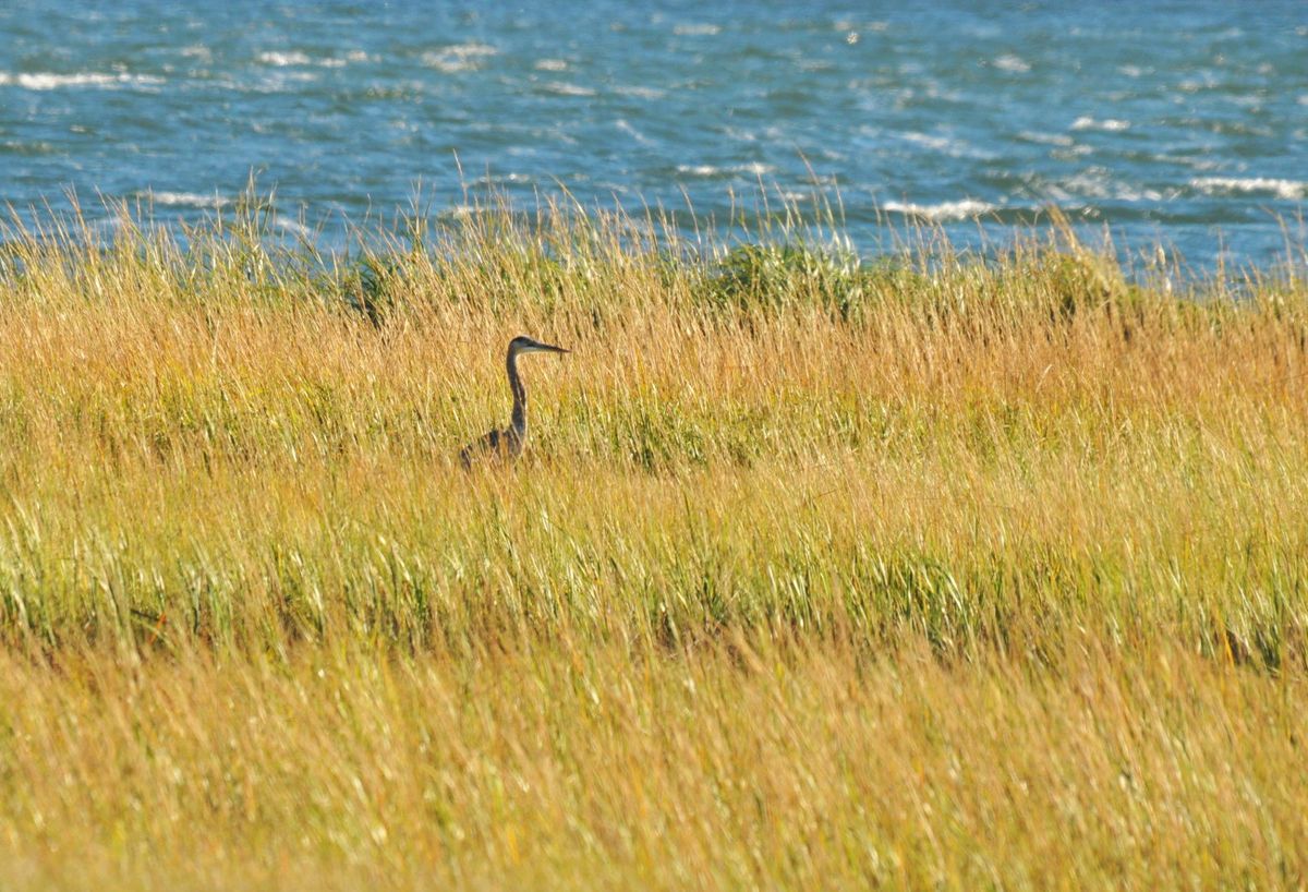 Marsh Birds Wade On a Fragmented Shoreline